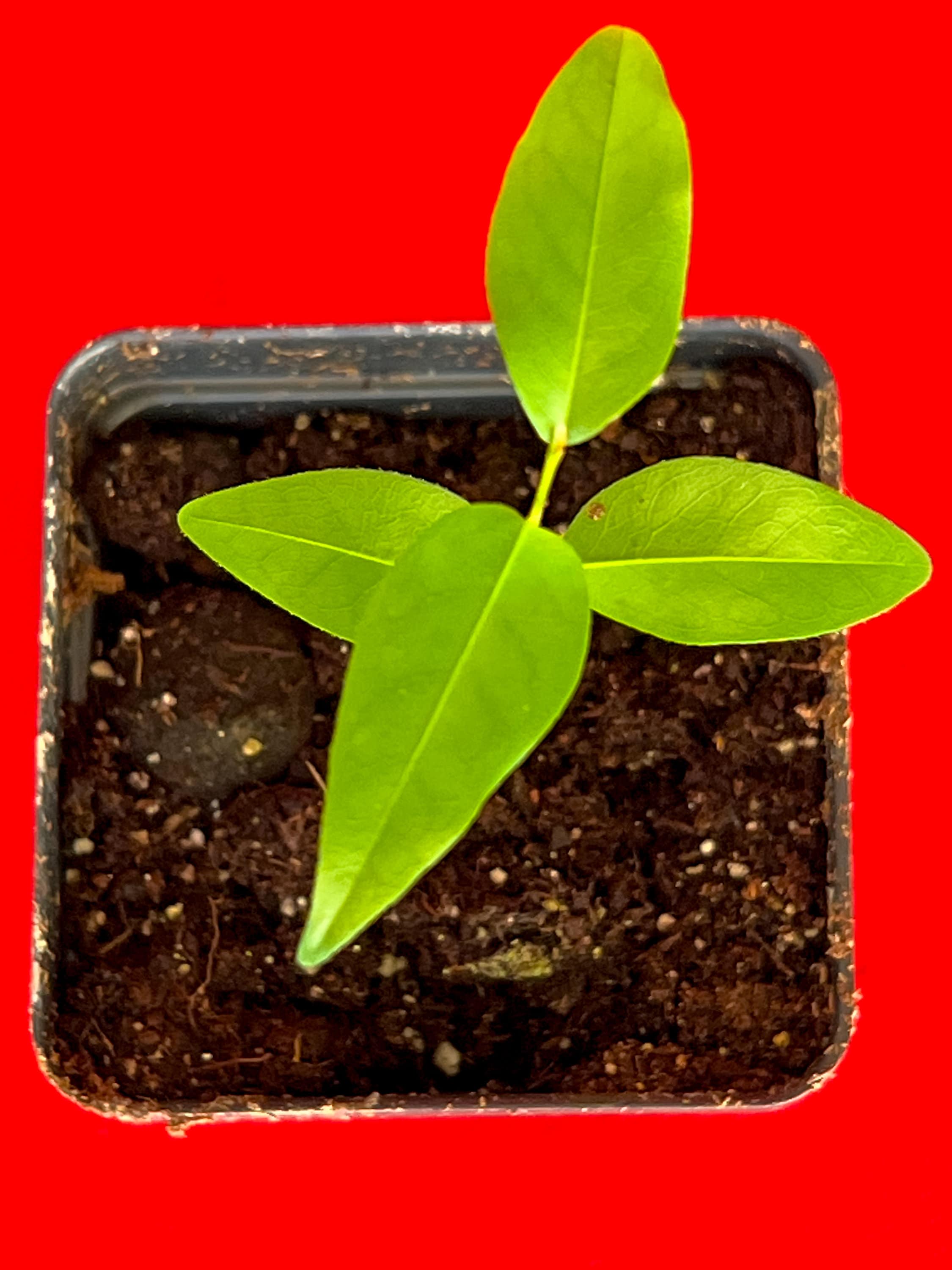 Fingersop Meiogyne Cylindrocarpa Red Paipai Fruit Tropical Tree Plant ...