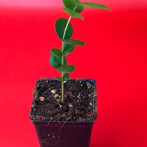 Pitangatuba Star Cherry Eugenia Selloi Neonitida Fruit Tree Seedling ...