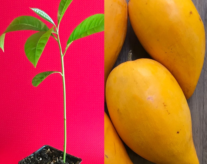 Canistel Sapote, Pouteria Campechiana, Eggfruit Fruit Tree Live Plant ...
