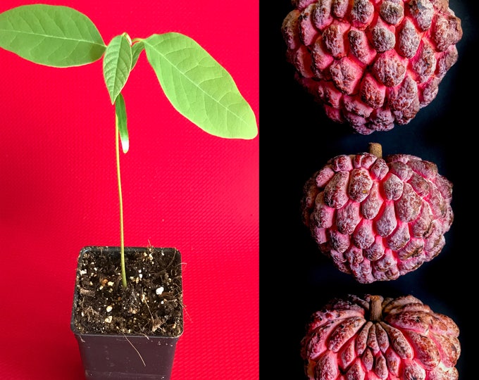 Red Sugar Apple Sweetsop Annona Squamosa Potted PLANT Tropical Tree Big ...