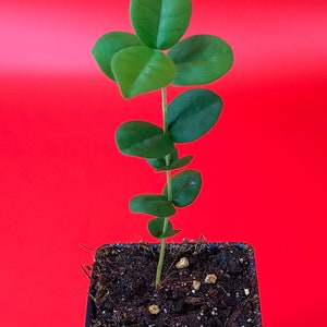Pitangatuba Star Cherry Eugenia Selloi Neonitida Fruit Tree Seedling ...
