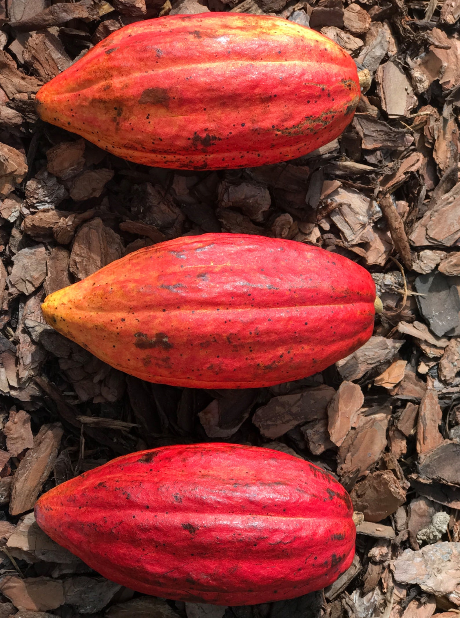 Red Pod Theobroma Cacao Cocoa Chocolate Tropical Fruit Tree | Etsy