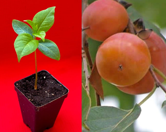 American Common Persimmon Diospyros Virginiana Starter Fruit Tree ...
