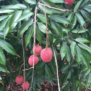 Lychee Tropical Fruit Tree Litchi Chinensis Brewster Seedling Potted ...