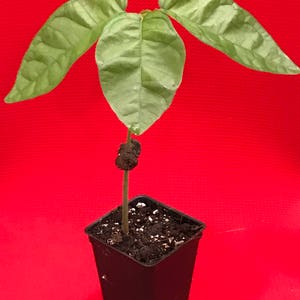 FORASTERO Jaco Jaca Variety Theobroma Cacao Cocoa Chocolate Fruit Tree ...