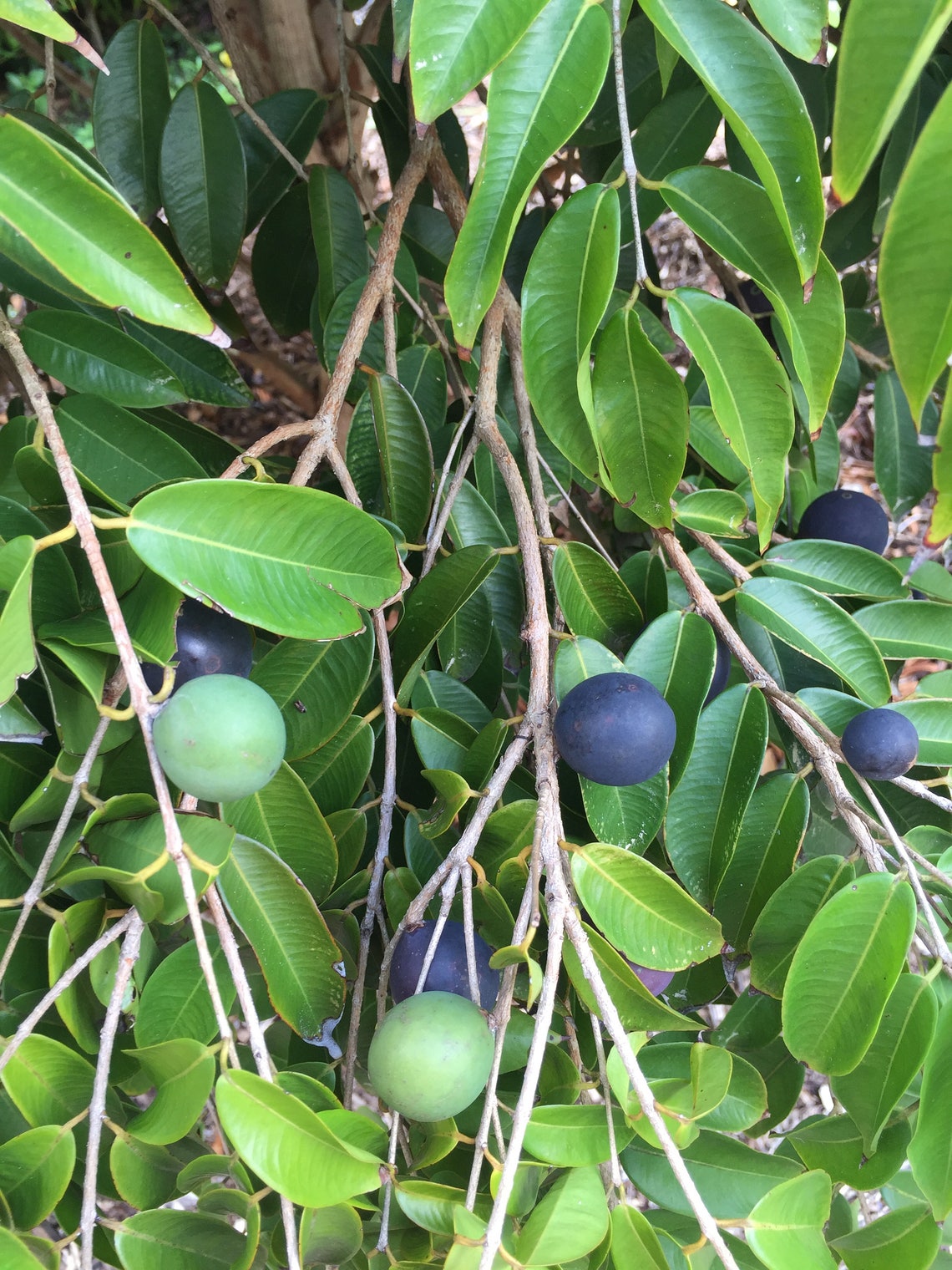 Jaboticaba Myrciaria Vexator Blue Grape Fruit Beautiful Bark Tree ...