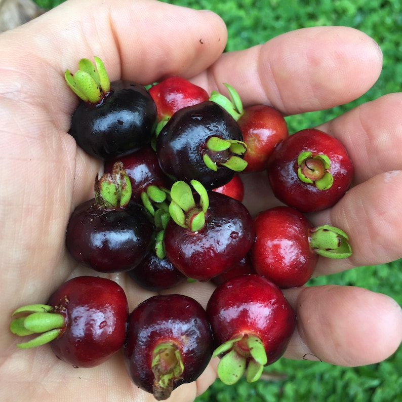 Grumichama Grumixama Eugenia Brasiliensis Brazilian Cherry Tropical ...