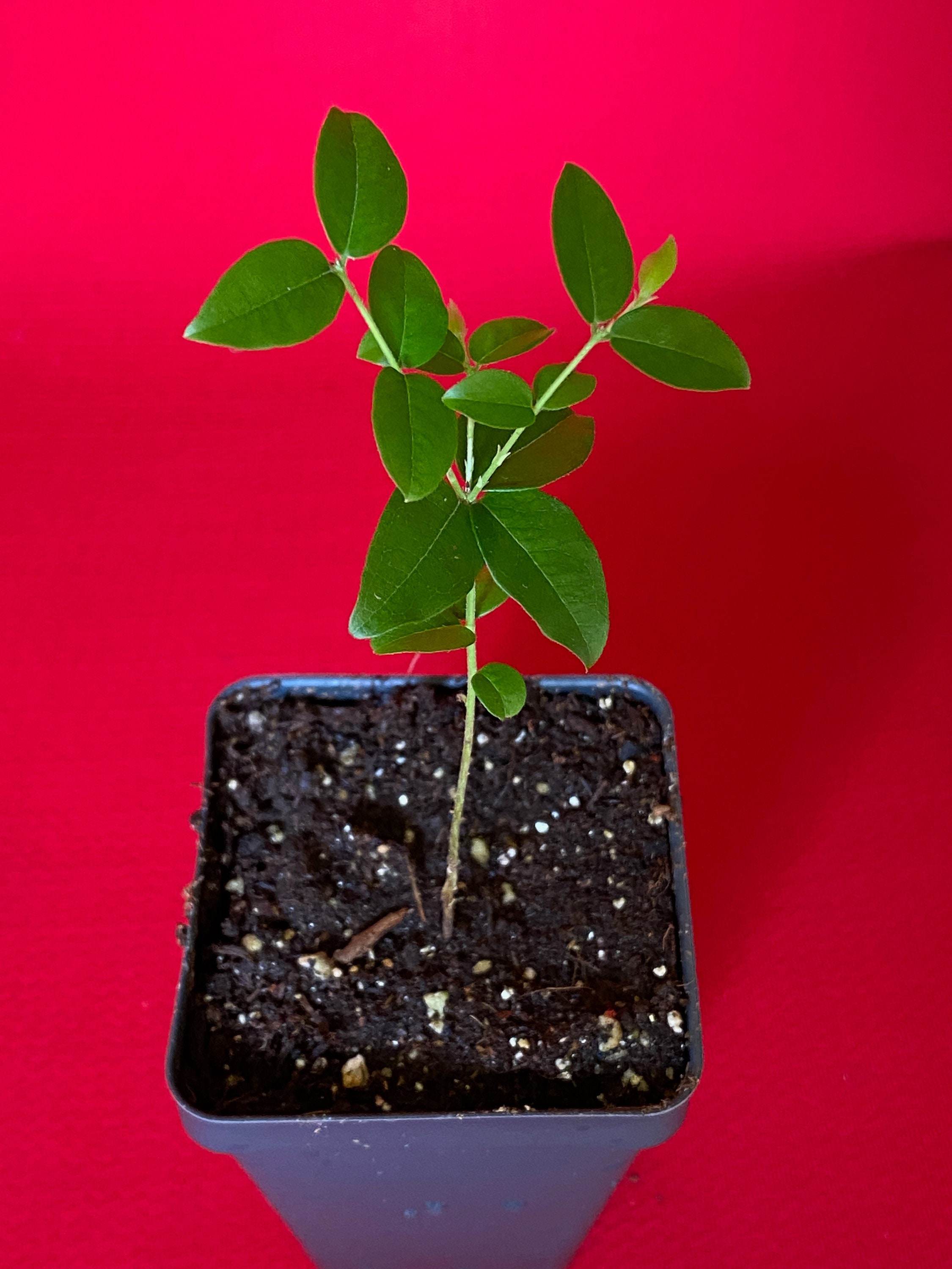 Jaboticaba Plinia Coronata Jabuticaba Fruit Tree tropical | Etsy