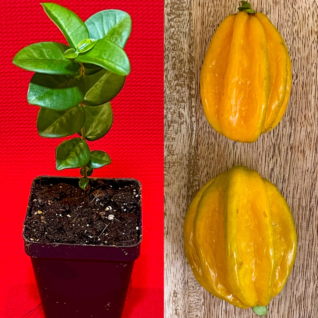 Pitangatuba 'big Elongated Fruit' Star Cherry Eugenia Selloi Neonitida ...