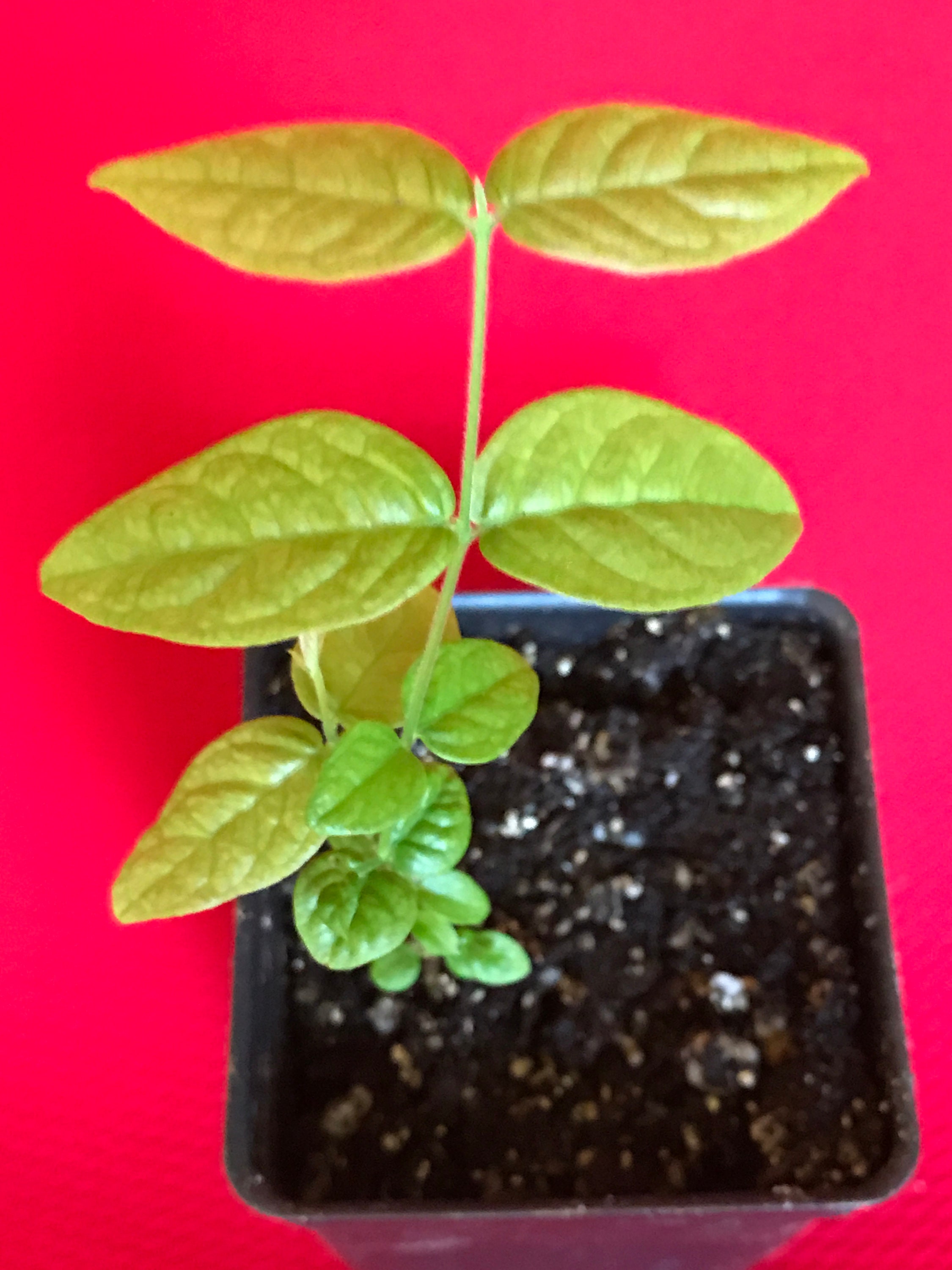 Araza Araca Boi Eugenia Stipitata Yellow Orange Aromatic Fruit Tropical ...