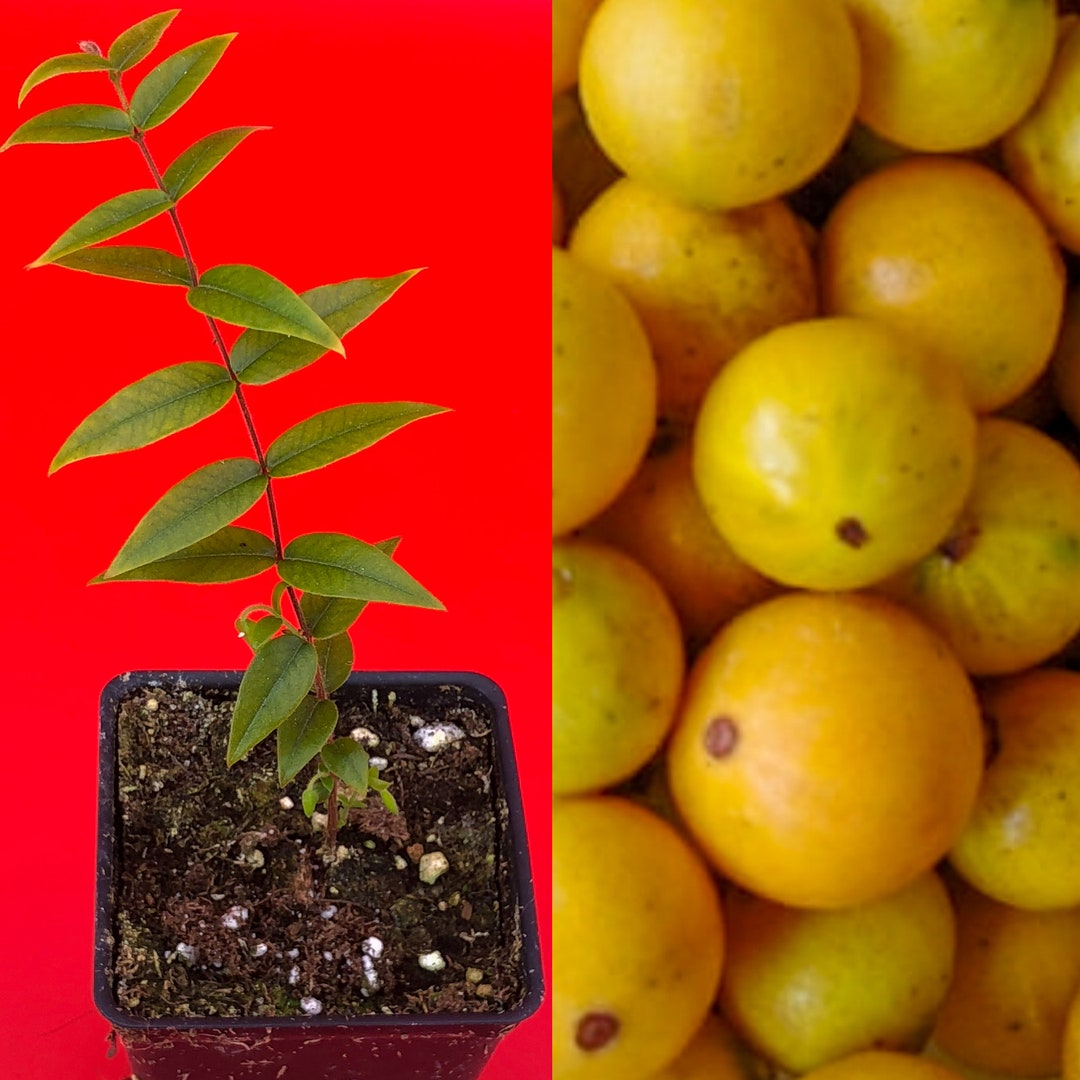 Beach Cambuca Myrciaria Strigipes Brazilian Fruit Tree Plant VERY RARE ...