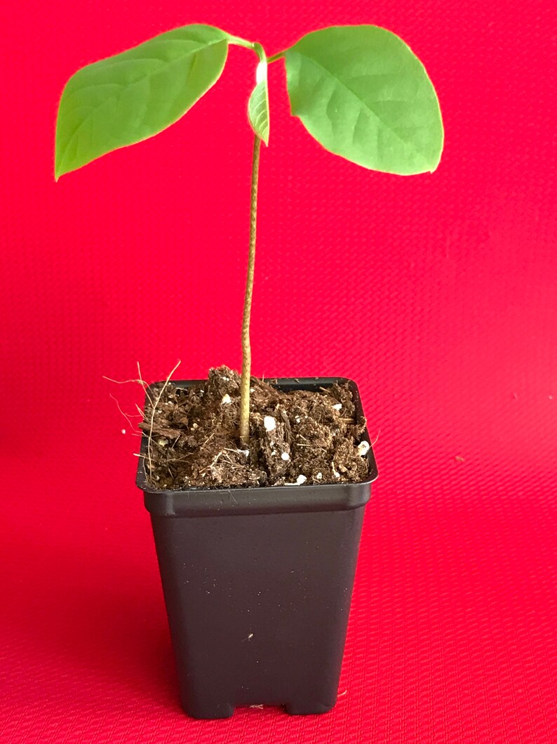 Rollinia Deliciosa Biriba Potted PLANT Tropical Tree - Etsy