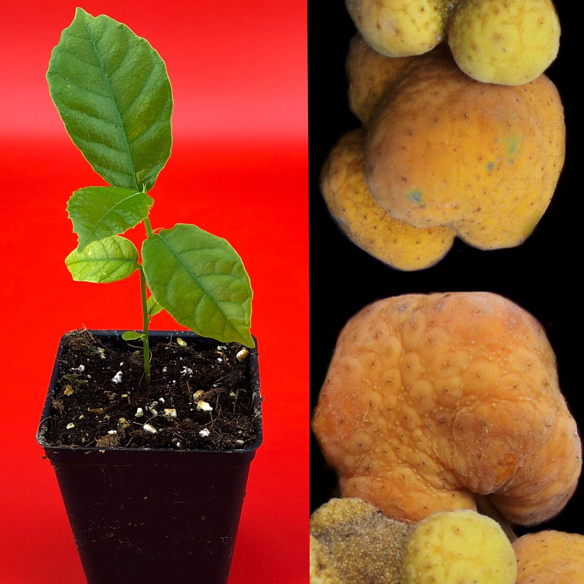 Kwai Muk Artocarpus Hypargyreus Tropical Fruit Tree Seedling - Etsy