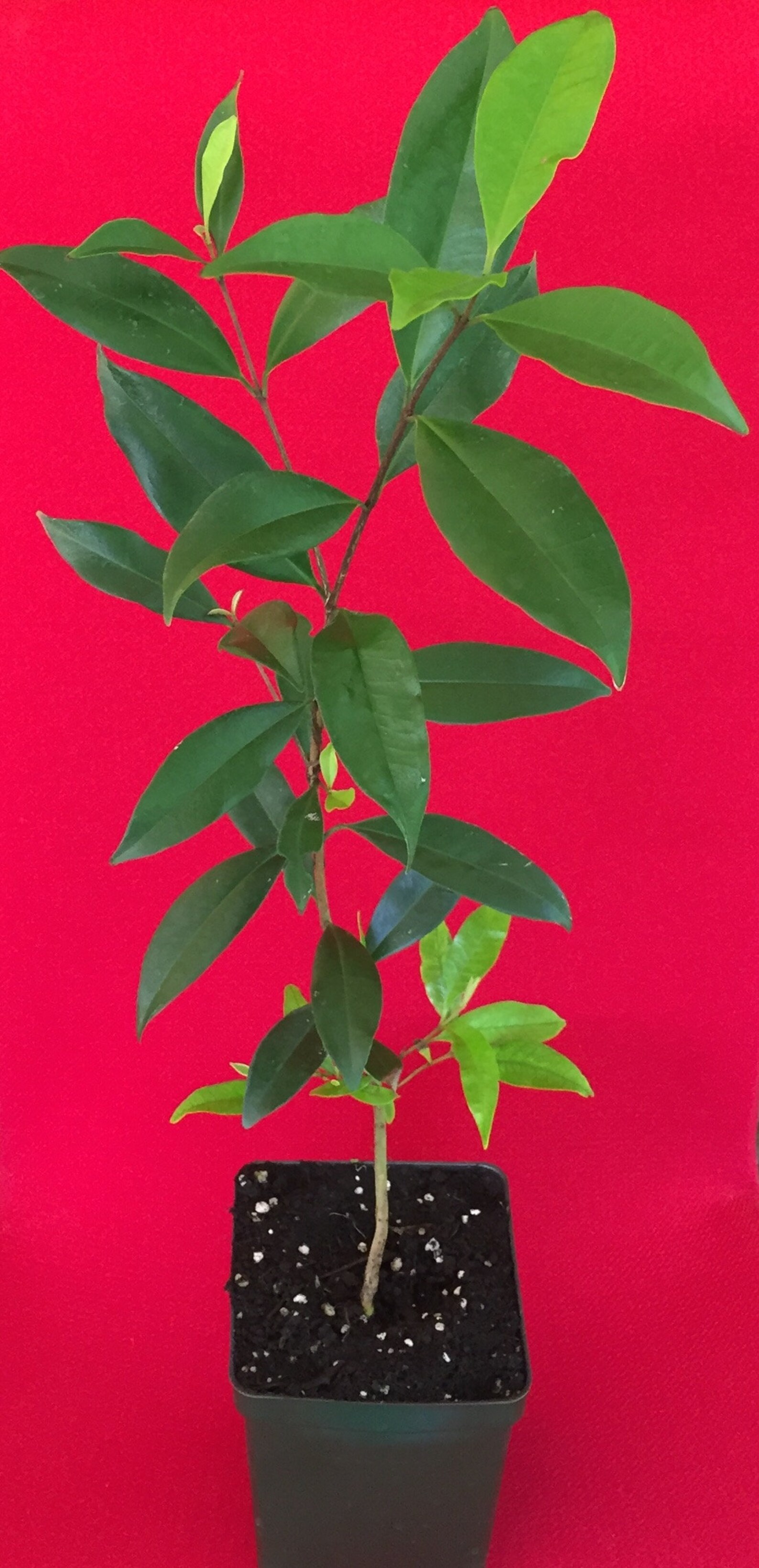 PITOMBA Eugenia Luschnathiana Pot Starter PLANT Fruit Starter Tree ...