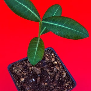 Imbe Garcinia Livingstonei Orange African Mangosteen Tropical Fruit ...