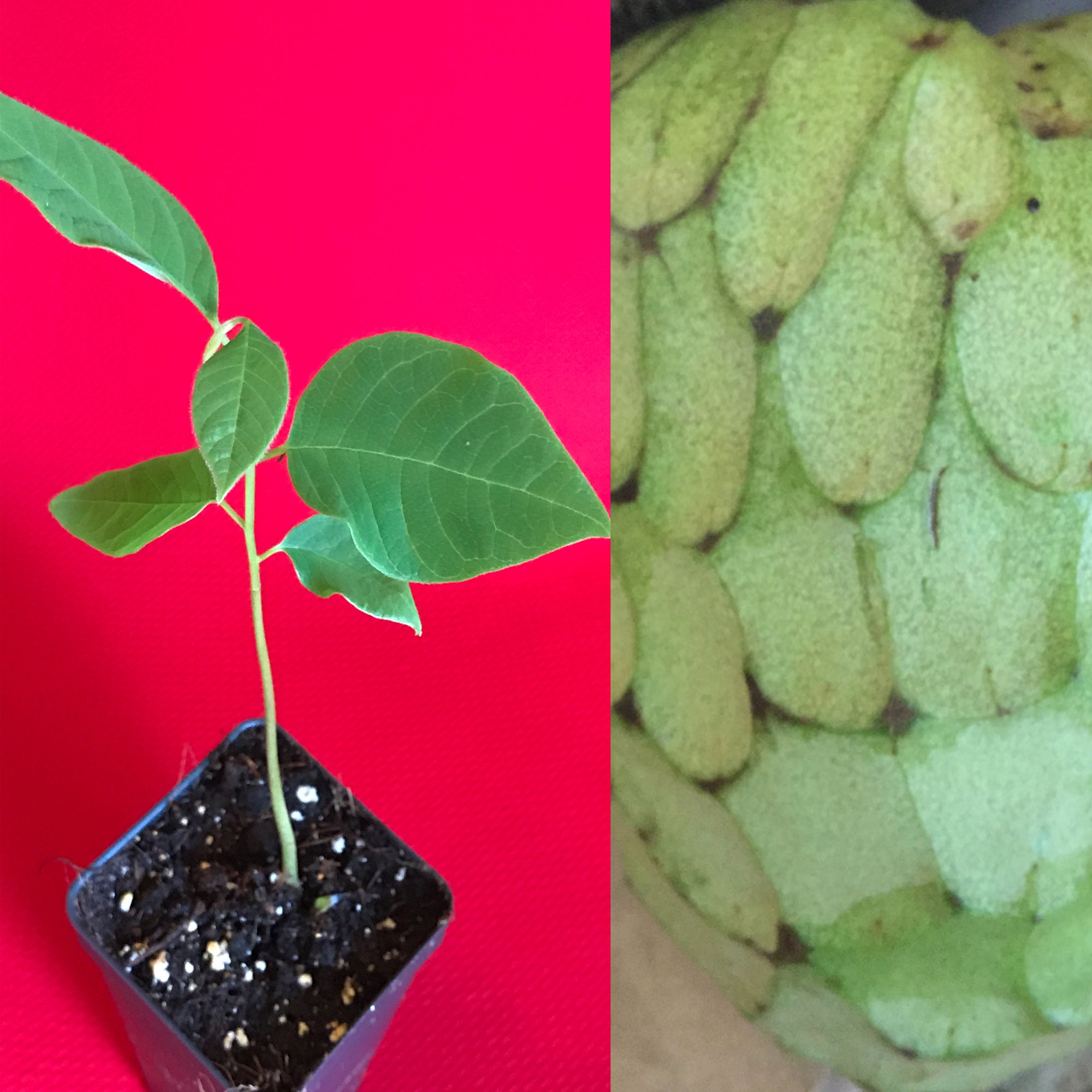 How To Grow A Cherimoya Tree From Seed
