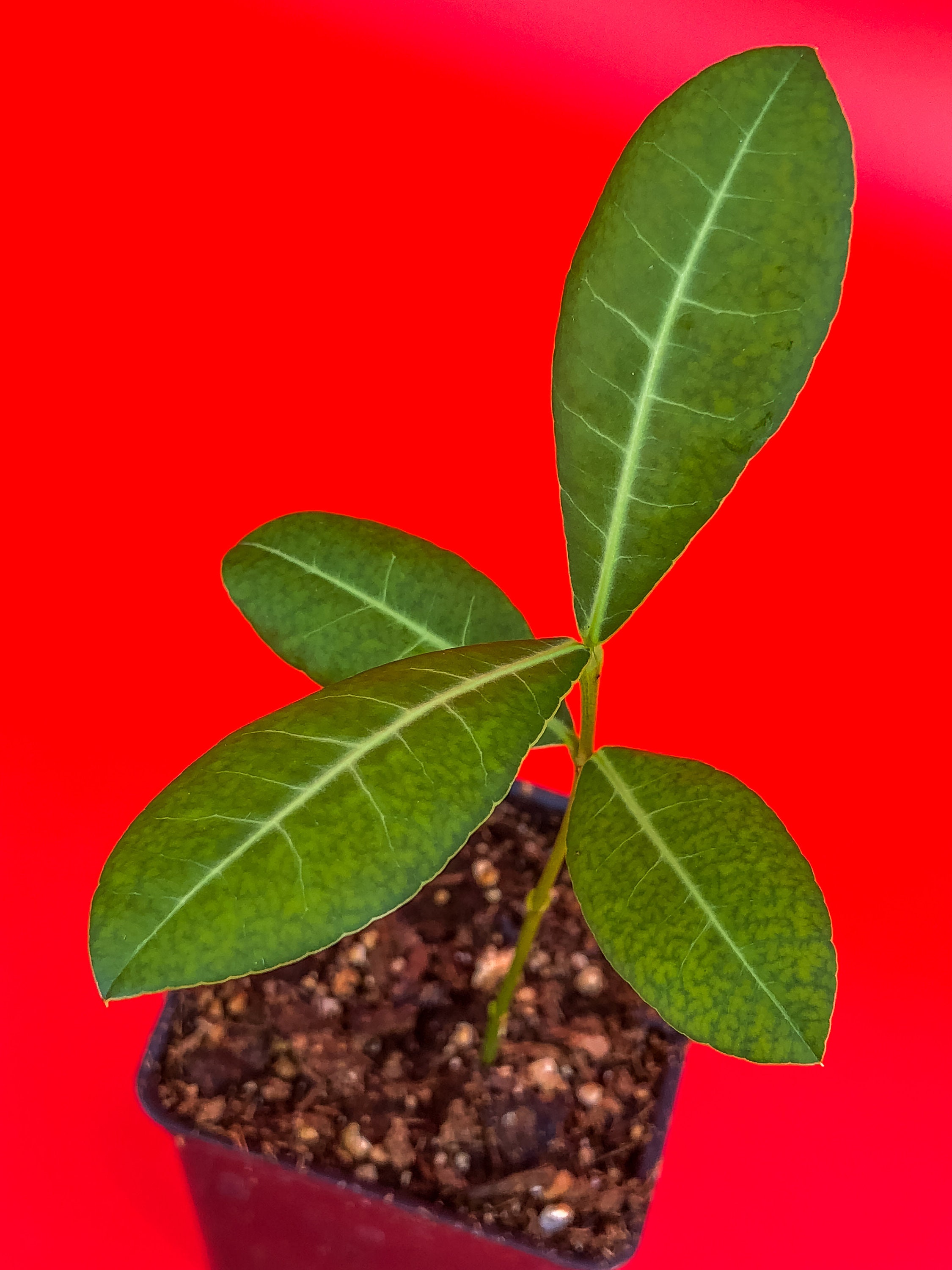 Imbe Garcinia Livingstonei Orange African Mangosteen Tropical Fruit ...