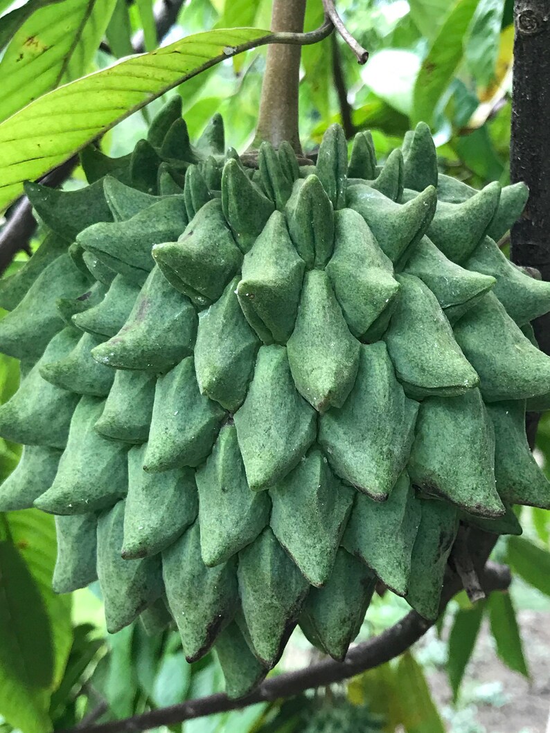 Rollinia Deliciosa Biriba Potted PLANT Tropical Tree - Etsy