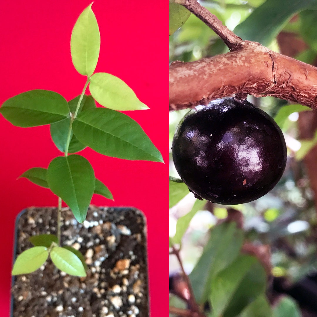 Red Hybrid Jaboticaba Myrciaria Plinia Cauliflora X Aureana Fruit Tree ...