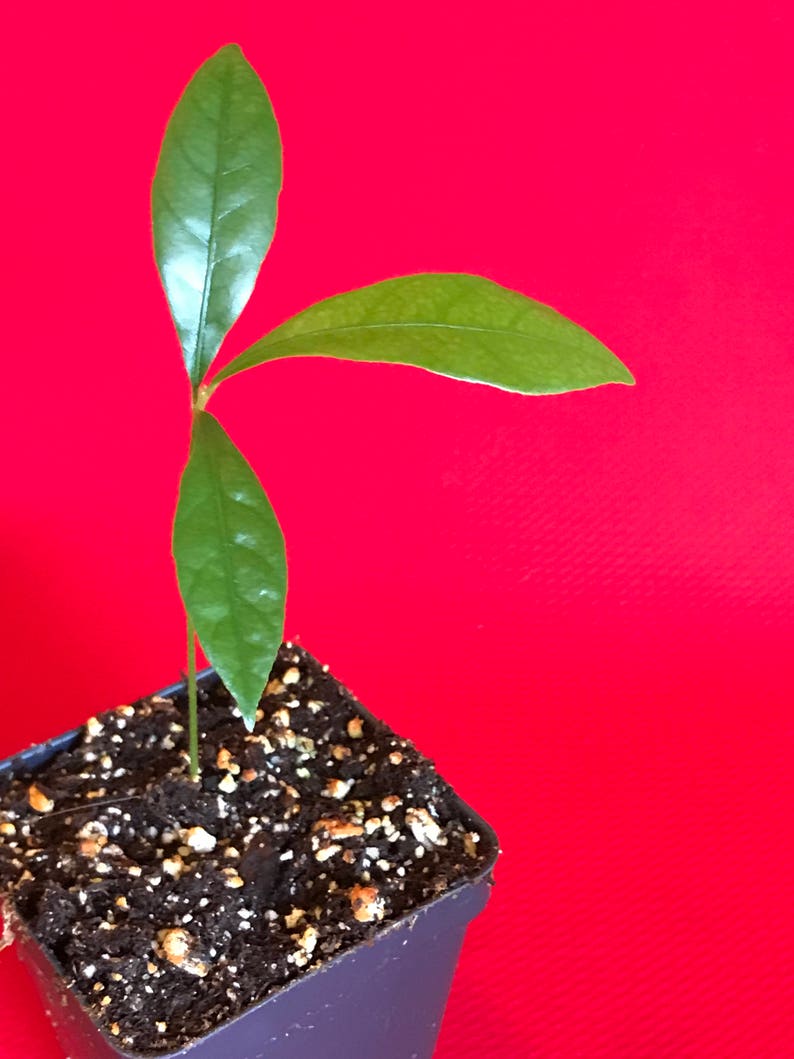 Miracle Fruit Synsepalum Dulcificum Miracle Berry Fruit - Etsy