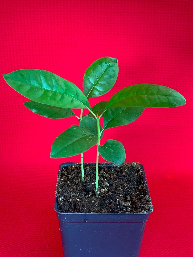 Blackberry Jam Fruit Randia Formosa Potted PLANT Tropical Tree | Etsy