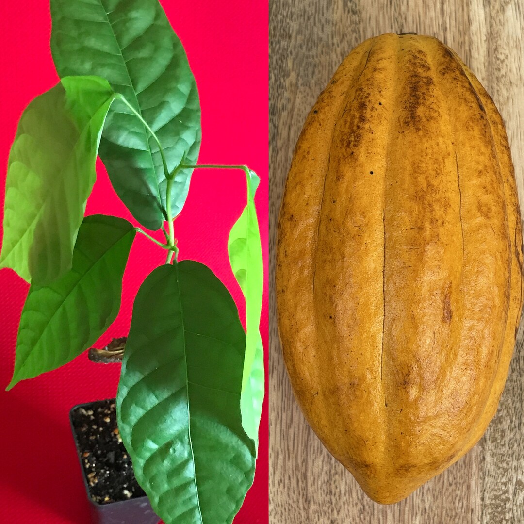 FORASTERO Theobroma Cacao Cocoa Chocolate Fruit Tropical Tree Potted ...