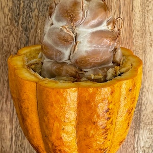 FORASTERO Theobroma Cacao Cocoa Chocolate Fruit Tropical Tree Potted ...