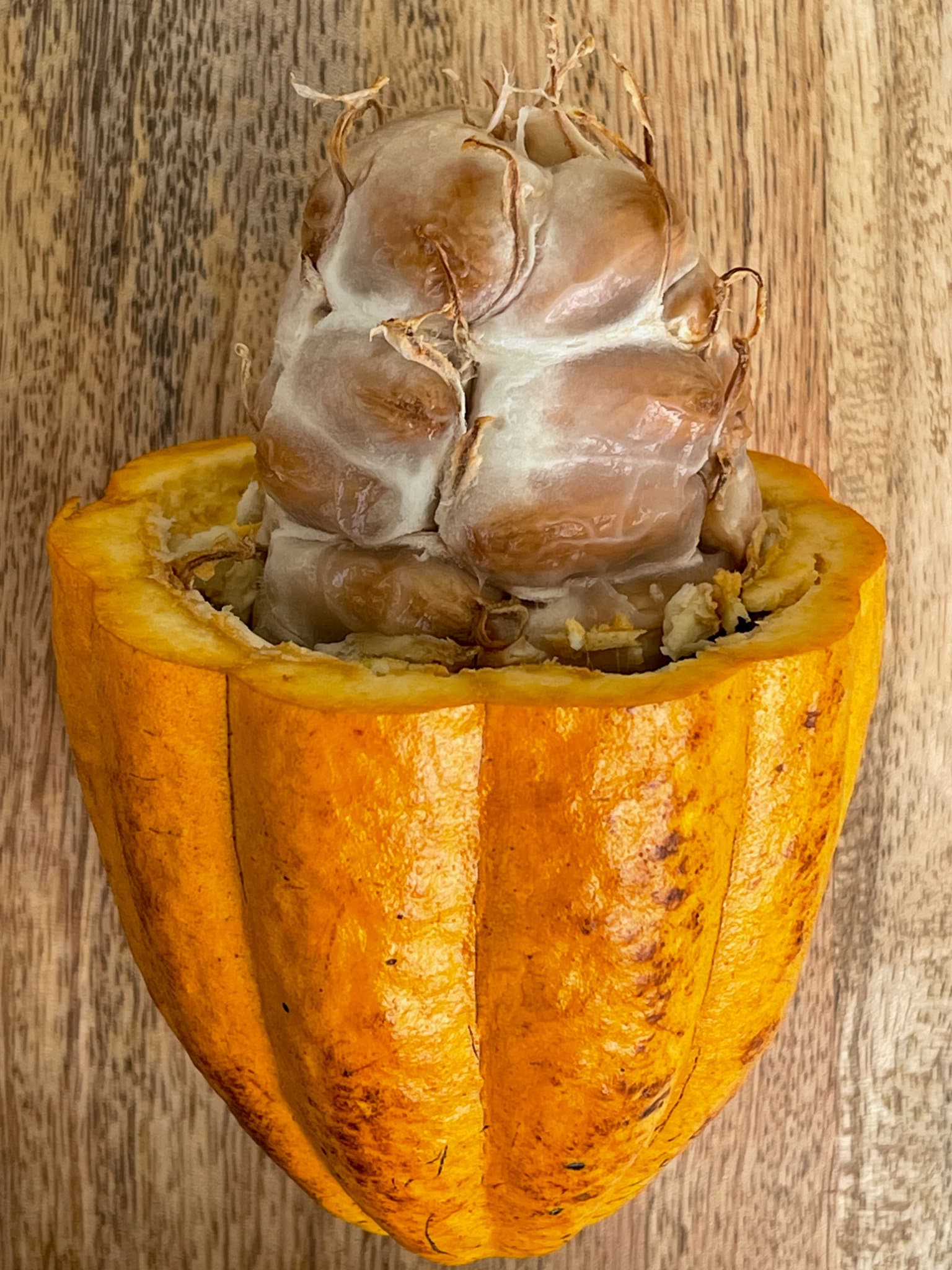 FORASTERO Theobroma Cacao Cocoa Chocolate Fruit Tropical Tree - Etsy