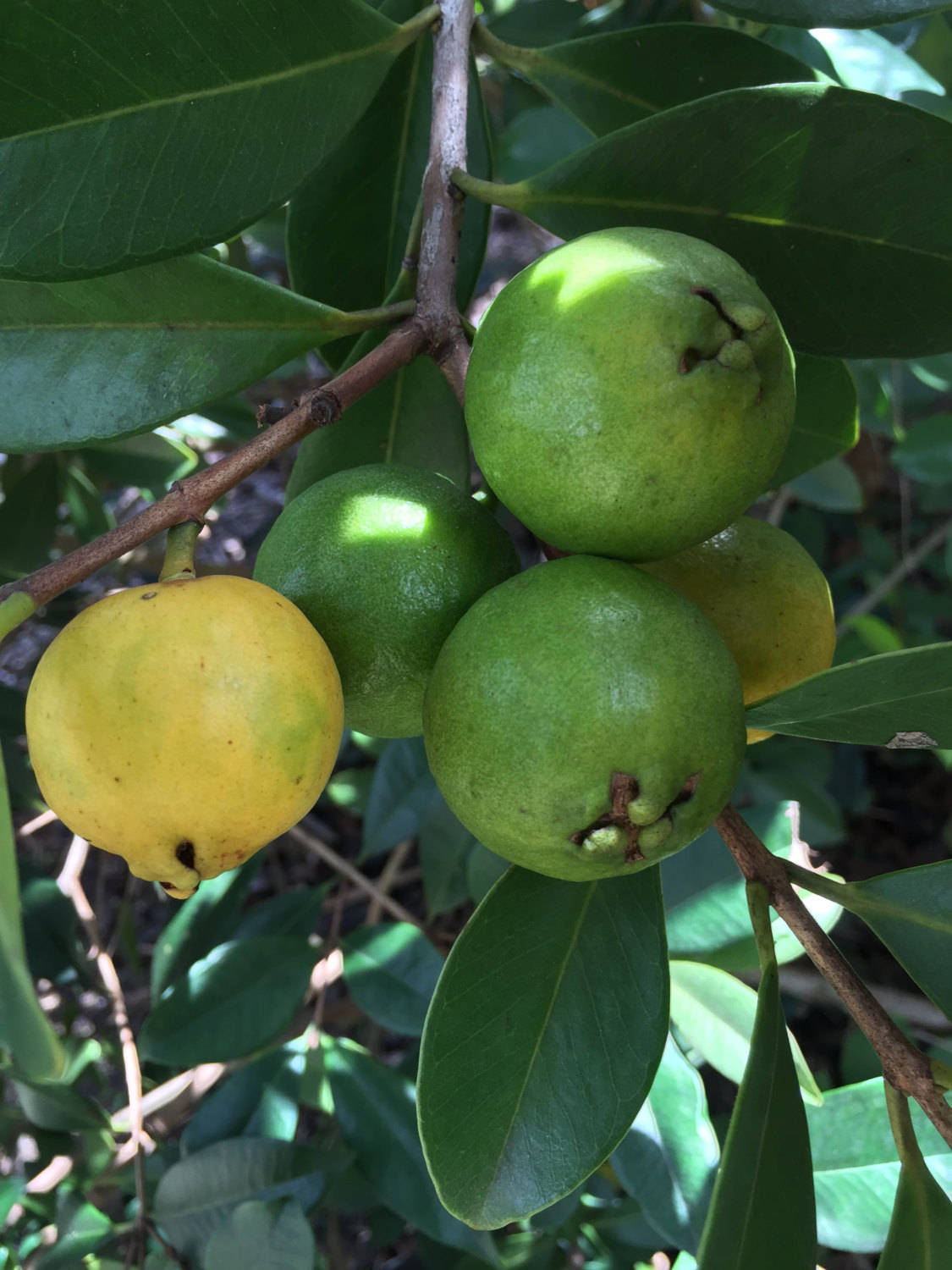 Lemon Yellow Cattley Guava Psidium Littorale Cattleianum Fruit | Etsy