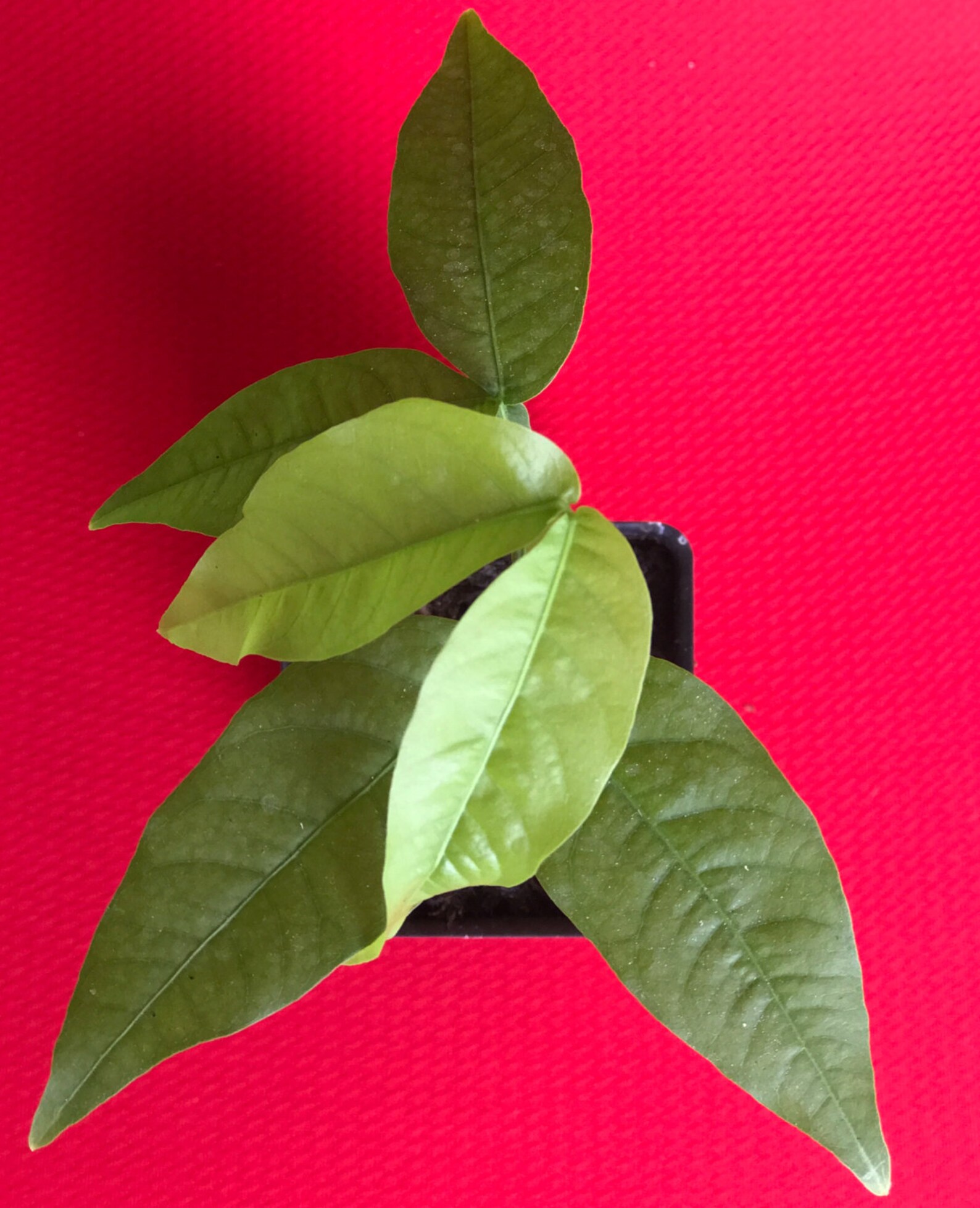 Spanish Lime Genip Guinep Ginepa Limoncillo Mamoncillo Fruit Seedling ...