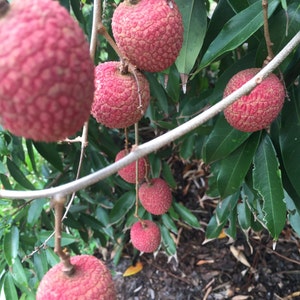 Lychee Tropical Fruit Tree Litchi Chinensis Brewster Seedling Potted ...
