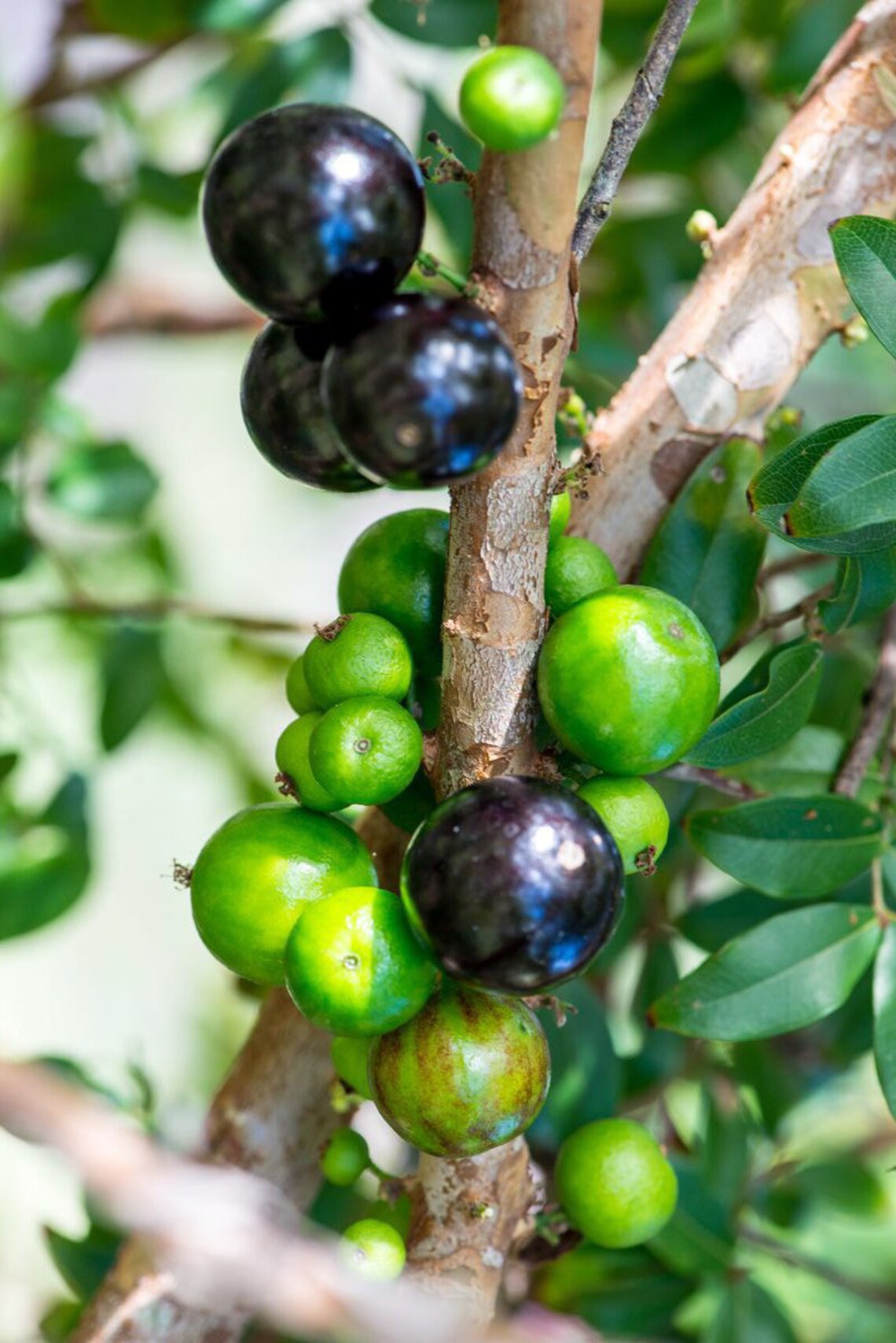 Jaboticaba Plinia Cauliflora Sabara Brazilian Grape Seedling | Etsy