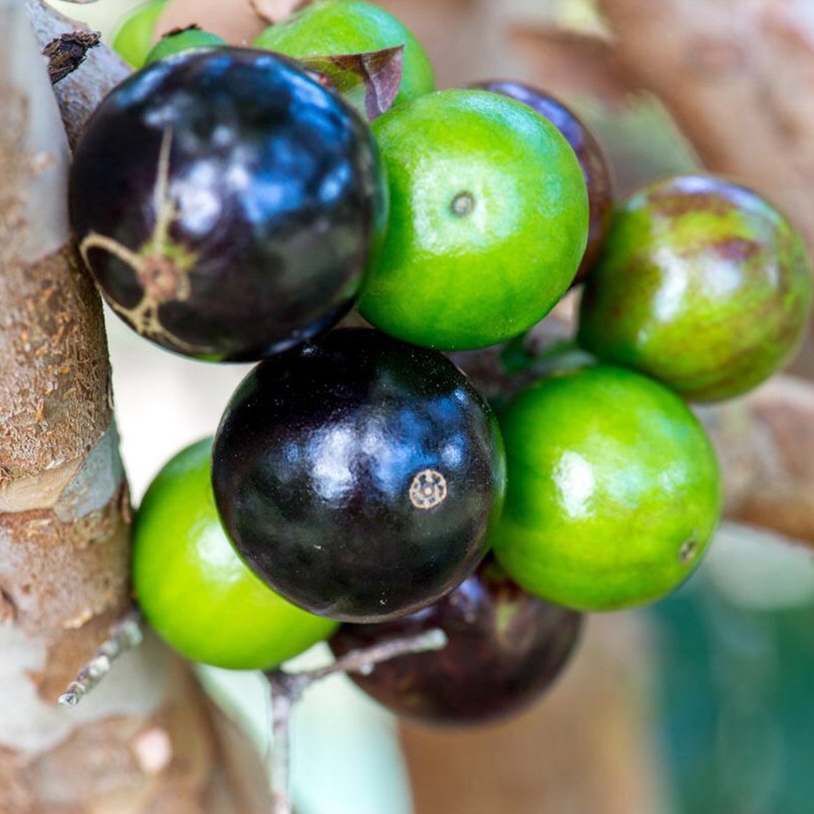 Jaboticaba Plinia Cauliflora Sabara Brazilian Grape Seedling | Etsy
