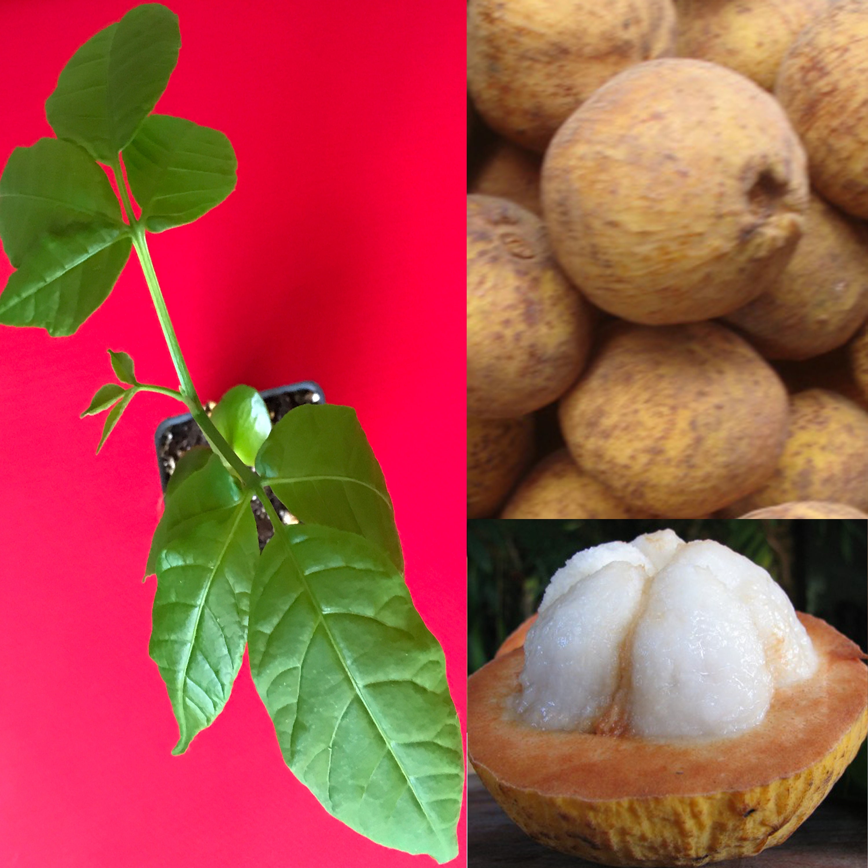 Santol Fruit In English