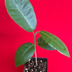 Marang Artocarpus Odoratissimus Terap Borneo Tropical Fruit Potted Tree ...