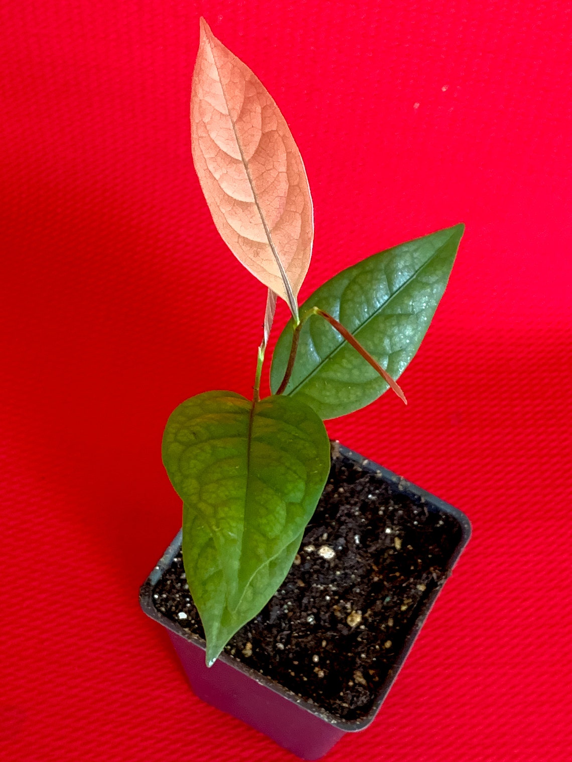 KEPEL Stelechocarpus burahol Tropical Fruit Potted Tree Plant | Etsy