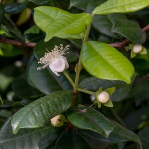 Pitangatuba Star Cherry Eugenia Selloi Neonitida Fruit Tree Seedling ...