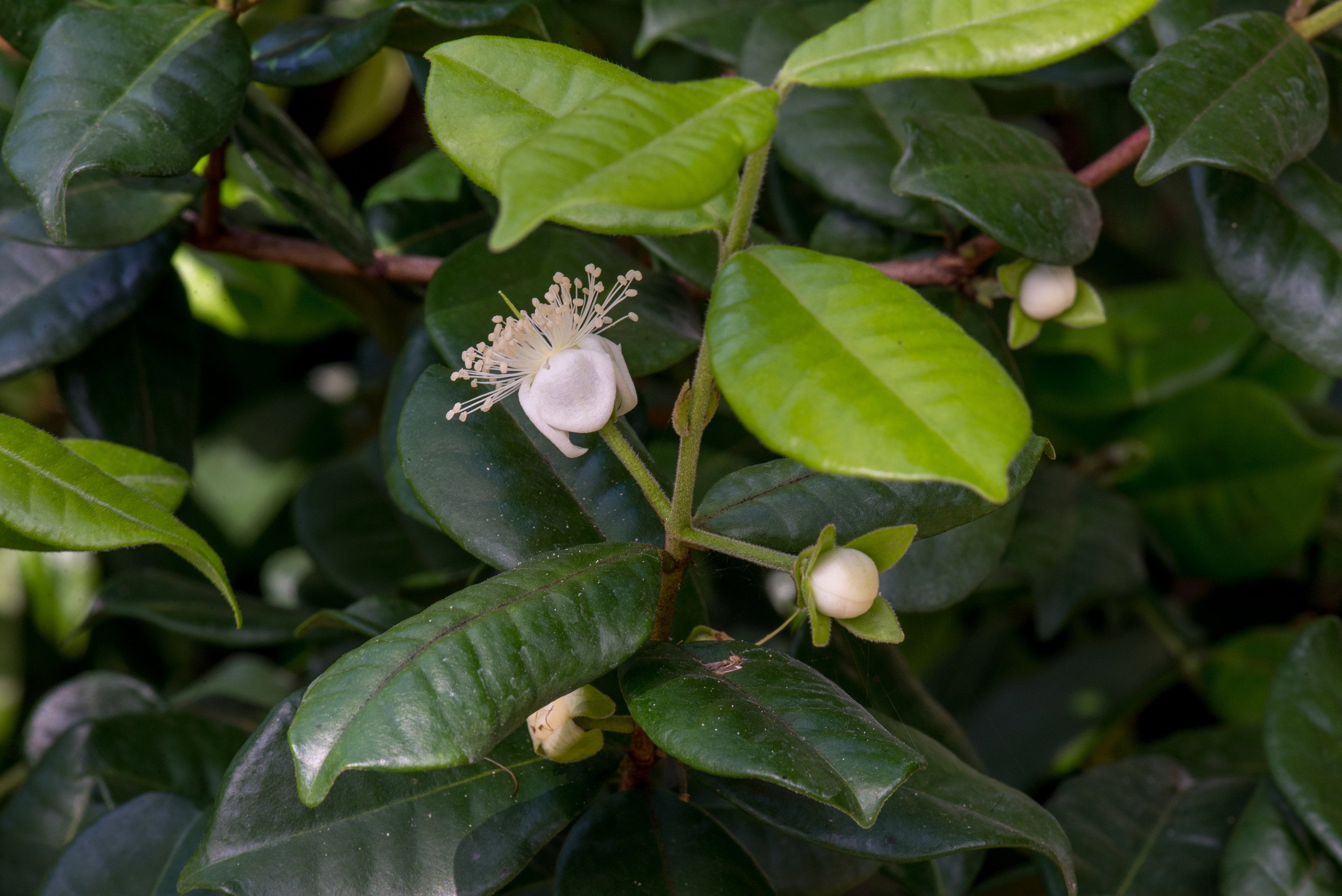 Pitangatuba Star Cherry Eugenia Selloi neonitida Fruit Tree | Etsy