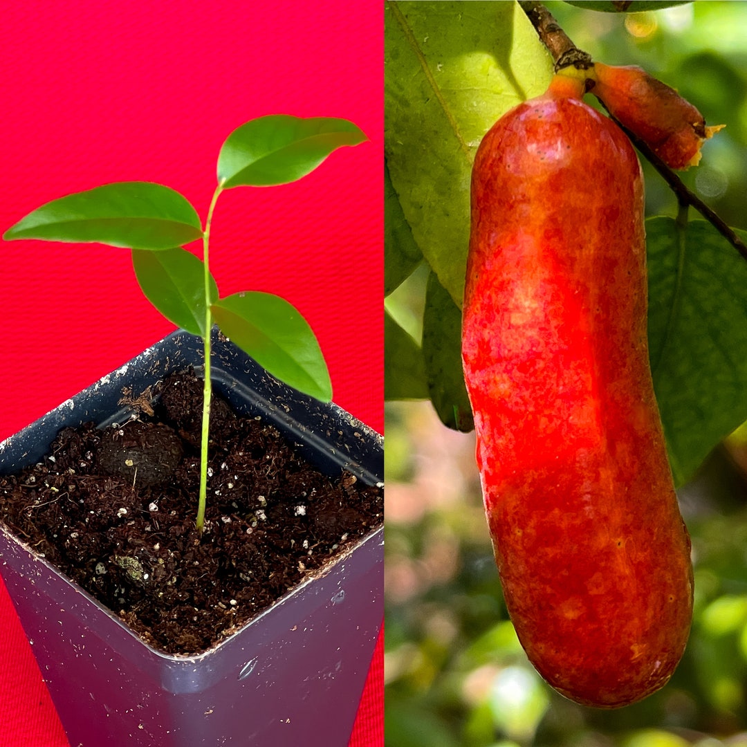 Fingersop Meiogyne Cylindrocarpa Red Paipai Fruit Tropical Tree Plant ...
