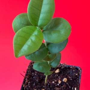 Pitangatuba Star Cherry Eugenia Selloi Neonitida Fruit Tree Seedling ...