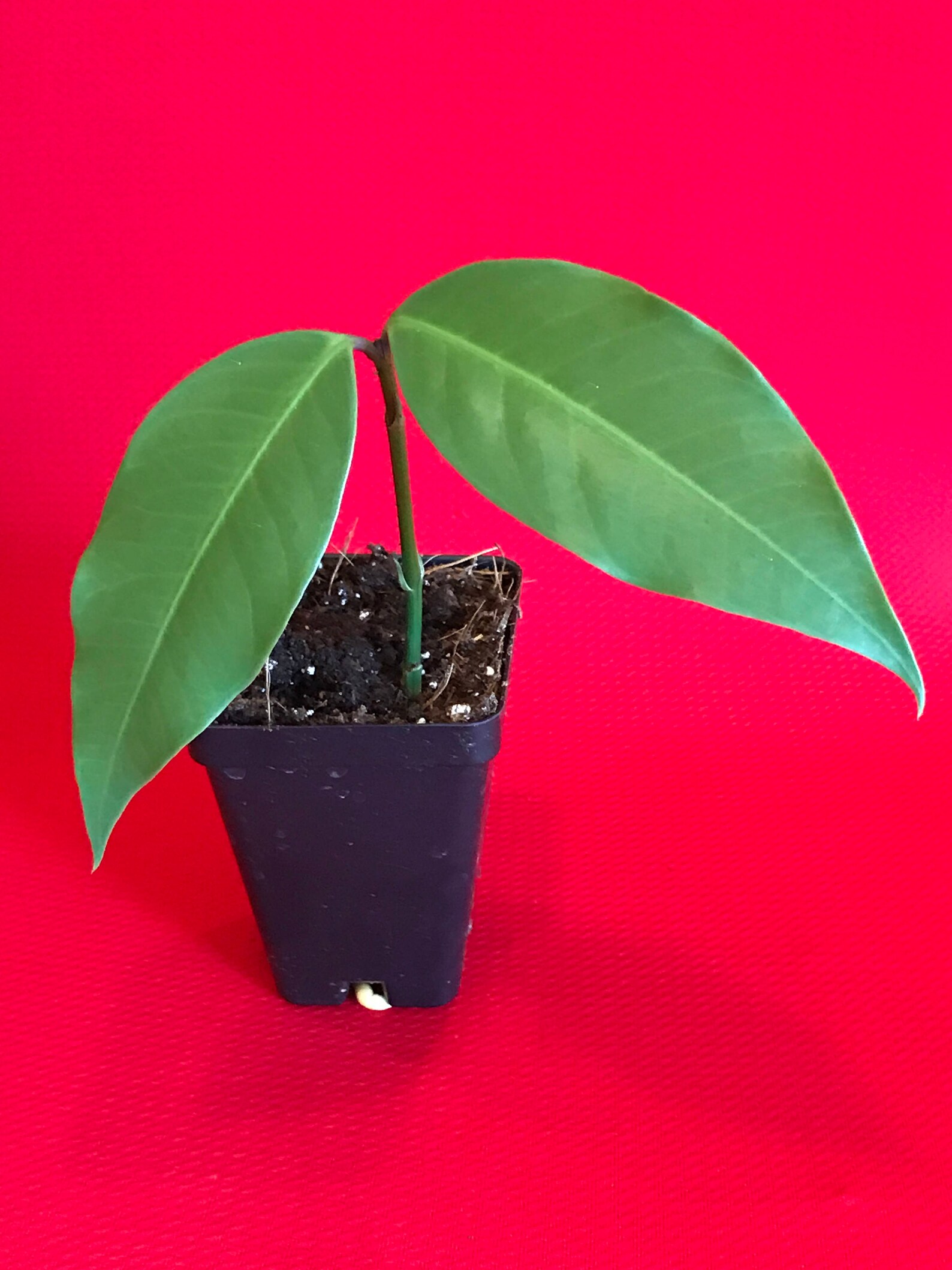 Gamboge Gourka Yellow Mangosteen Garcinia Xanthochymus Fruit - Etsy