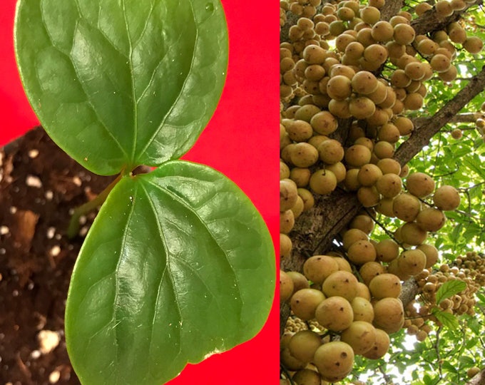 Burmese Grape Baccaurea Ramiflora Mafai Latkon Tropical Fruit Potted ...