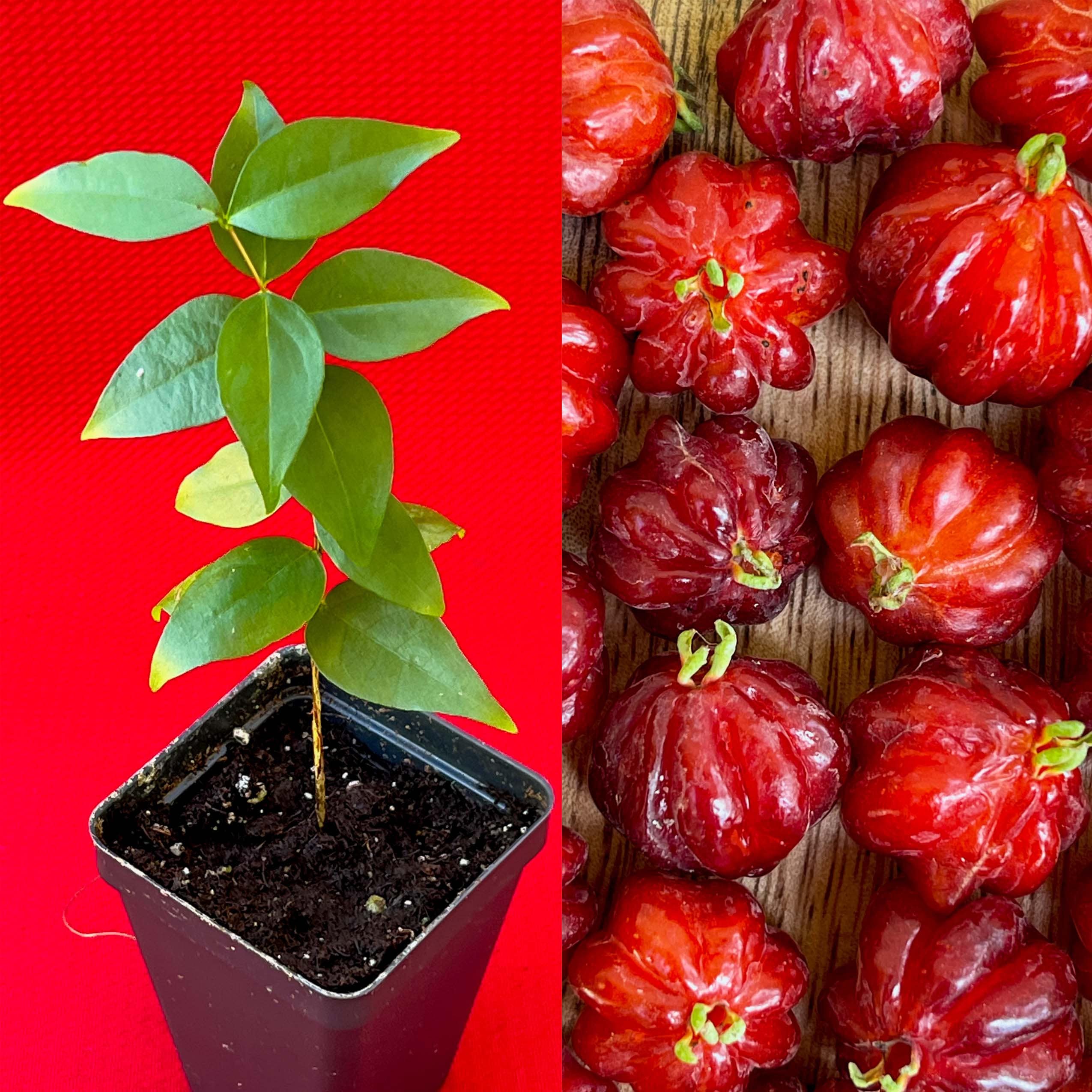 Eugenia Uniflora