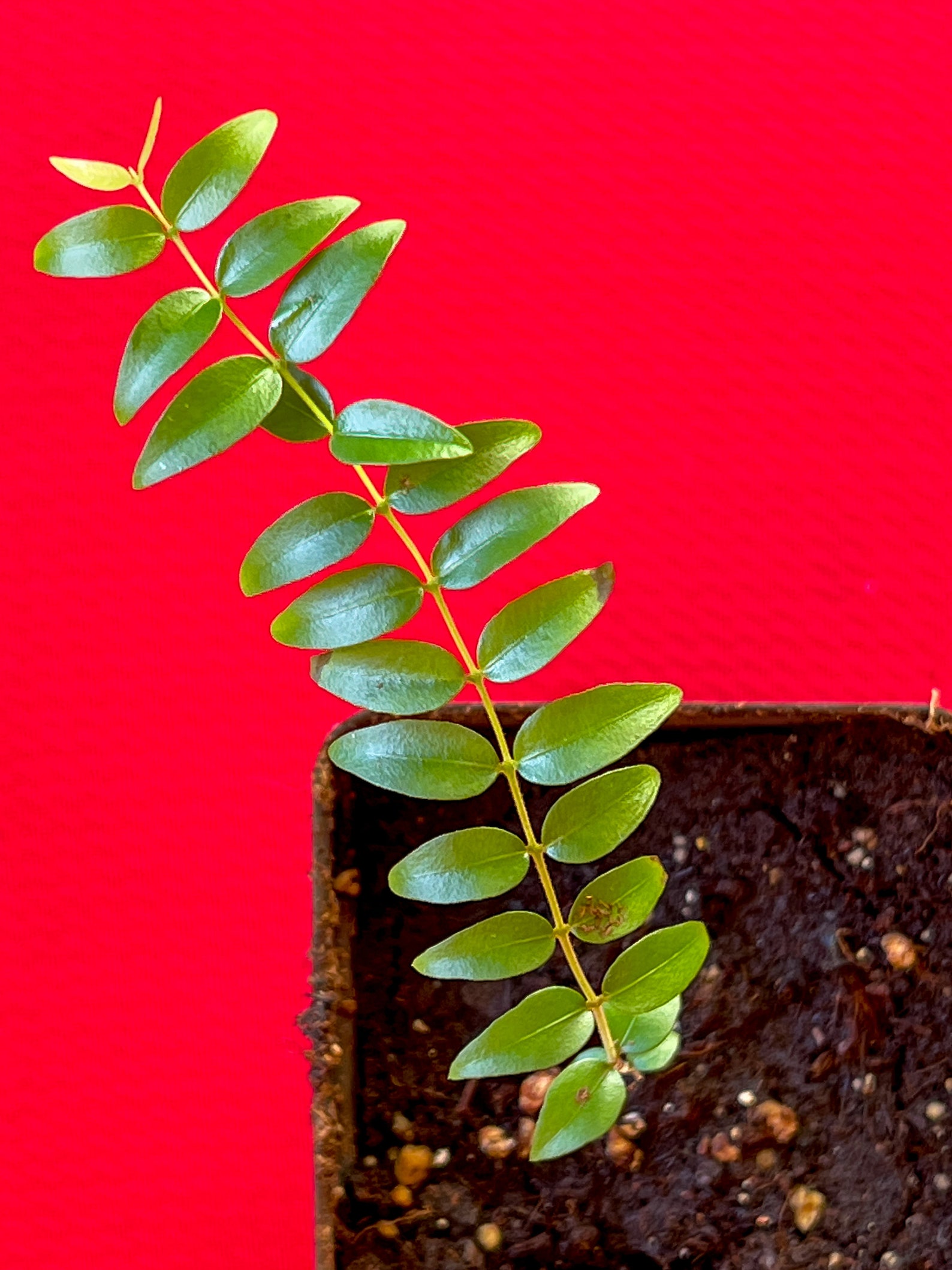 Myrciaria Floribunda Dark Purple Fruit Cambuizeiro Guavaberry - Etsy.de