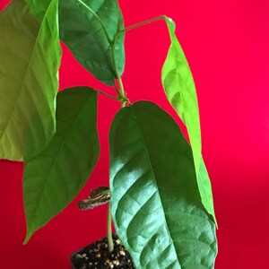 FORASTERO Theobroma Cacao Cocoa Chocolate Fruit Tropical Tree Potted ...