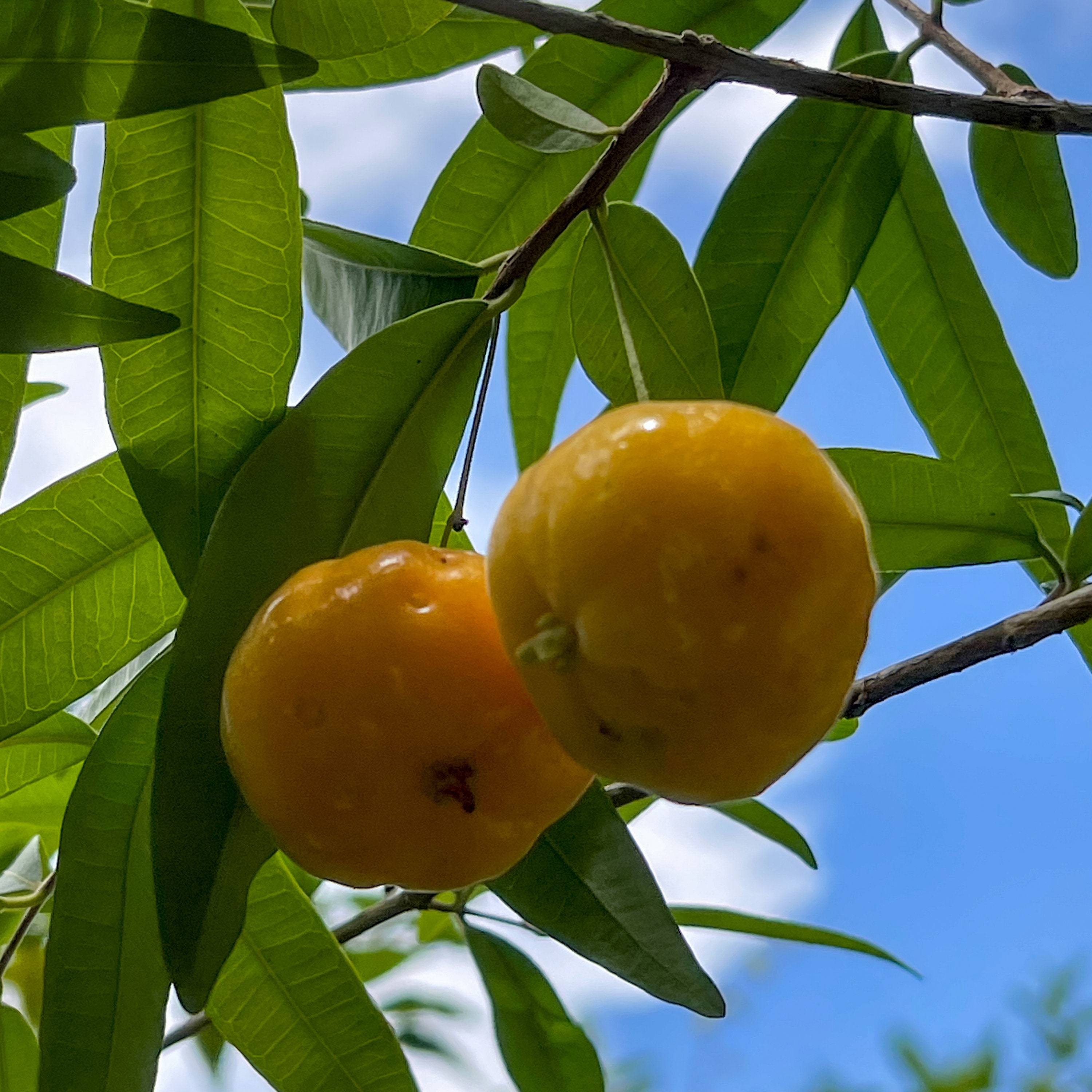 Uvaia Eugenia Pyriformis Yellow Orange Uvalha Fruit Tropical Tree Plant ...