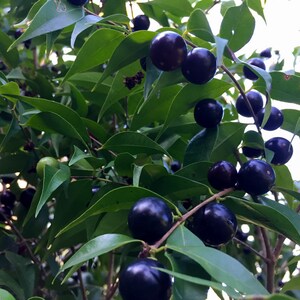 Myrciaria Floribunda Dark Purple Fruit Cambuizeiro Guavaberry Rumberry ...