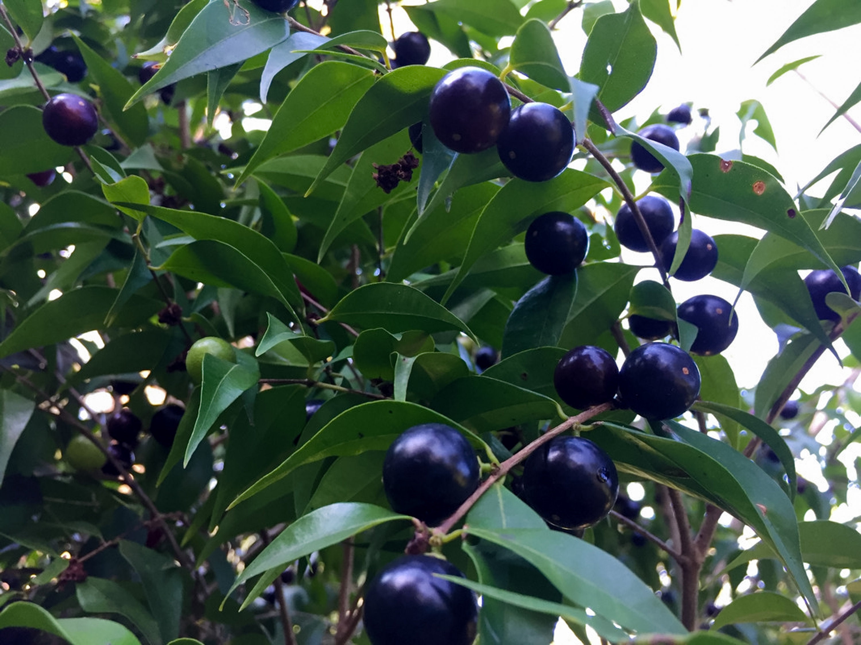 Myrciaria Floribunda Dark Purple Fruit Cambuizeiro Guavaberry - Etsy.de
