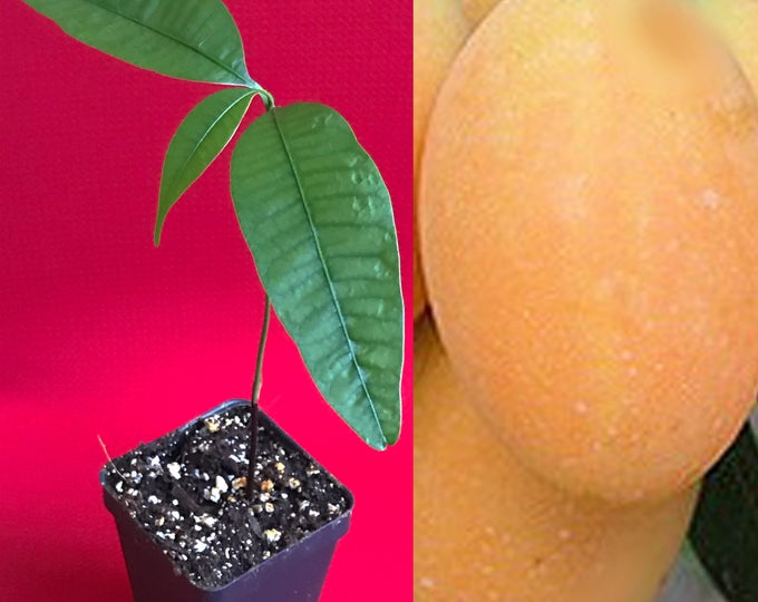 Maprang Bouea Macrophylla Marian Plum Gandaria Potted Fruit Tree Plant ...
