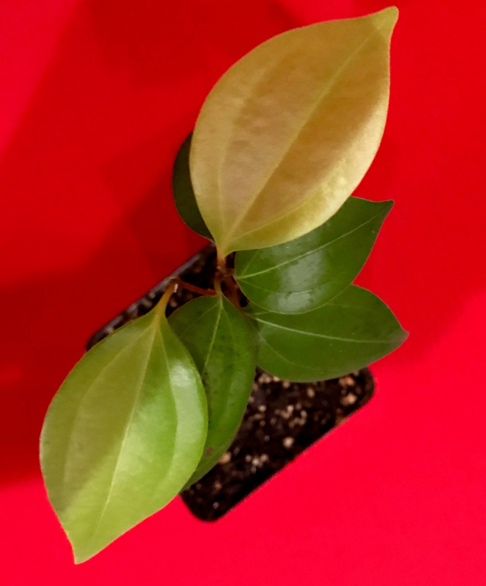 CEYLON CINNAMON Cinnamomum Zeylanicum Starter PLANT Potted | Etsy